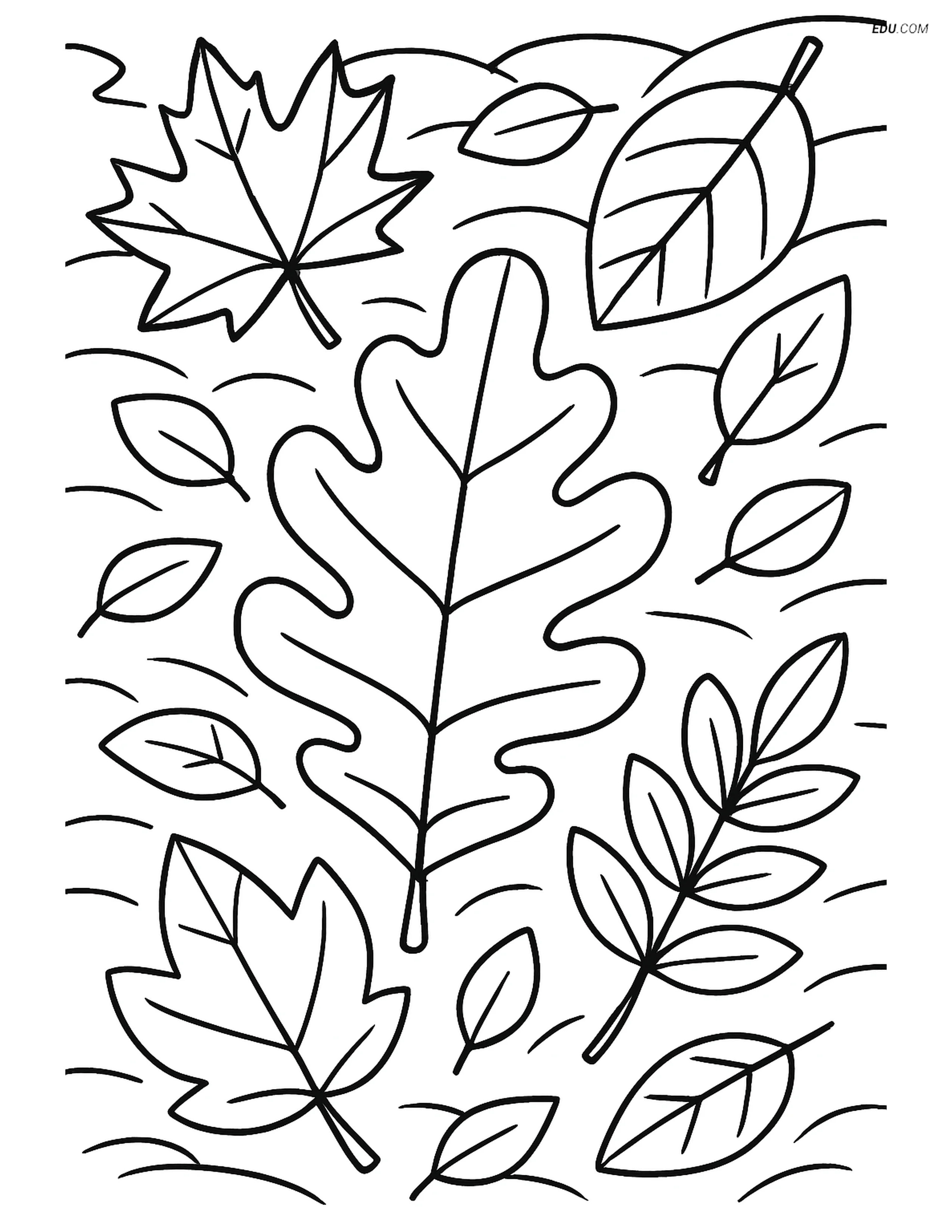 Free Printable Autumn Coloring Page - Oak Leaf with Other Leaves | EDU.COM